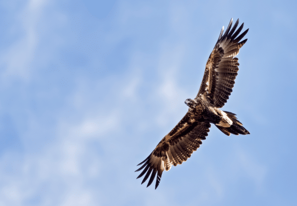 Introducing the eagle LIGHT - Optalert